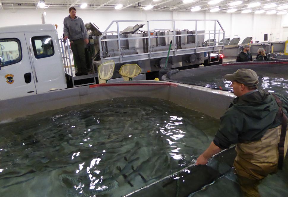 Fish and Game moves endangered sockeye to Springfield hatchery | Idaho ...