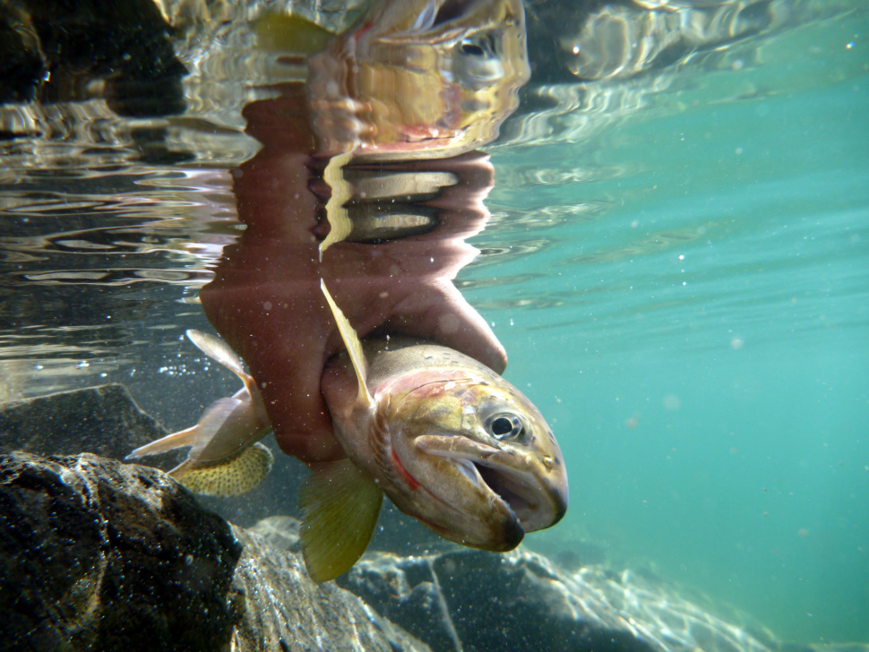 Video: How Idaho's alpine lakes got their fish | Idaho Fish and Game