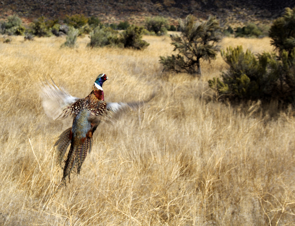 It’s time to hunt pheasants in the Magic Valley | Idaho Fish and Game