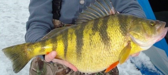 Lake Cascade should continue to provide excellent multi-species fishing ...