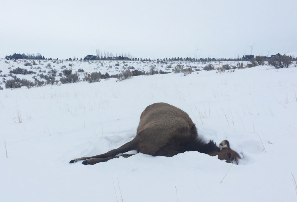 Japanese Yew Claims Eight Elk Near Idaho Falls | Idaho Fish and Game