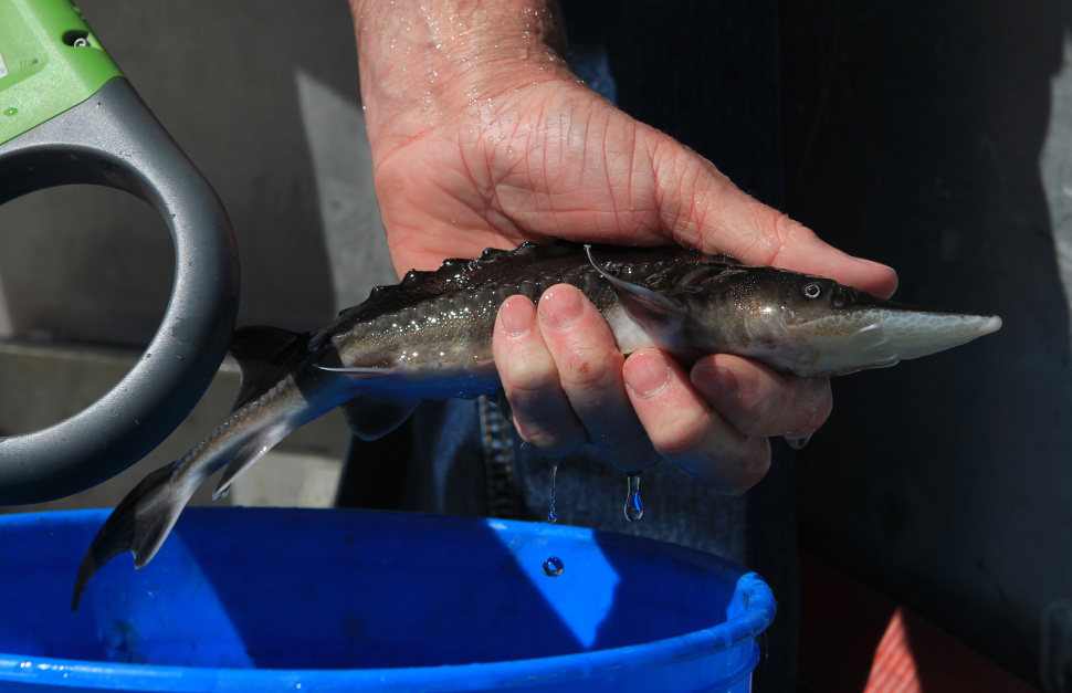 F&G and partners stock 1,800 young white sturgeon in the Snake River ...