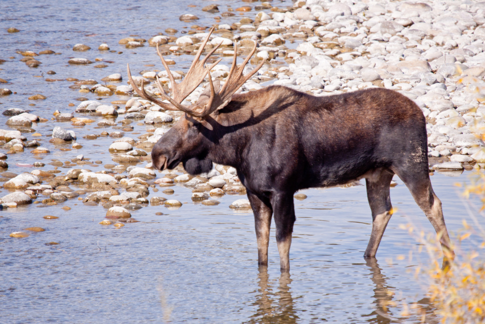Four bull moose illegally shot at, three killed in Valley County over ...