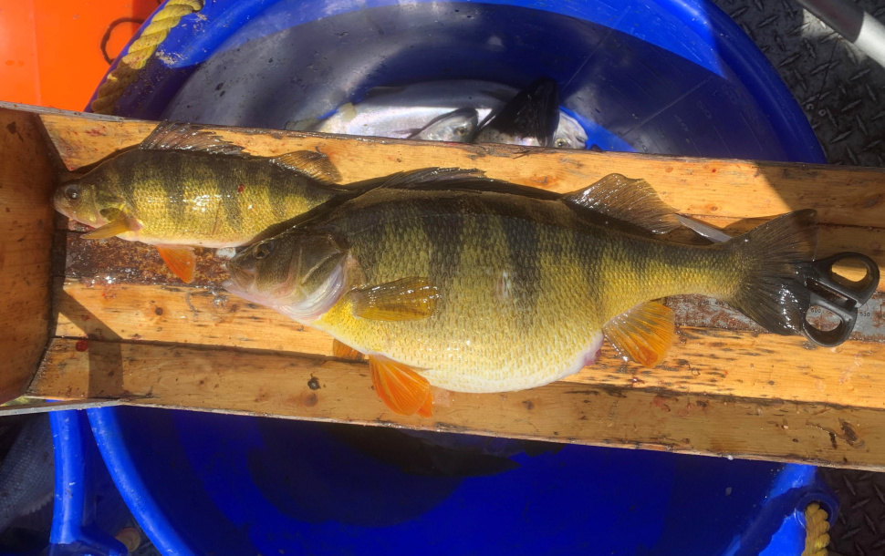 Lake Cascade Fishery Update for 2022-2023 - Idaho.com