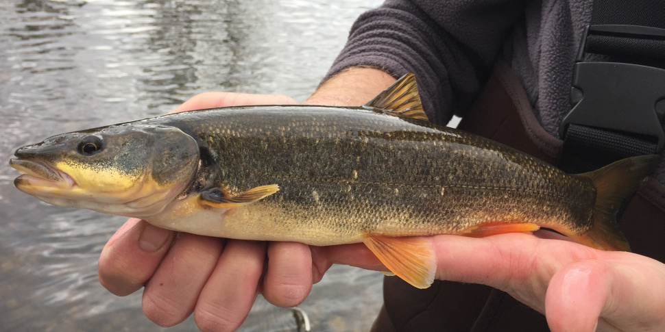 Angler Incentive Programs | Idaho Fish and Game