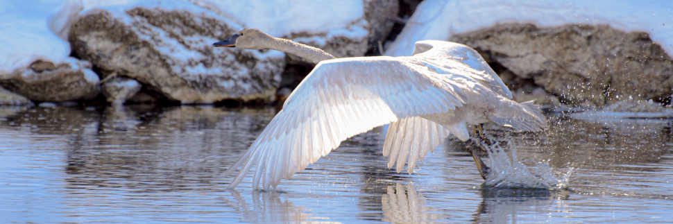 Idaho Fish and Game | Idaho Fish and Game