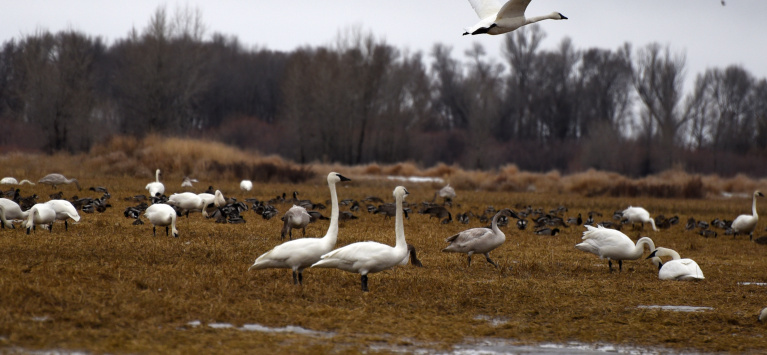 Swan Hunting | Idaho Fish and Game