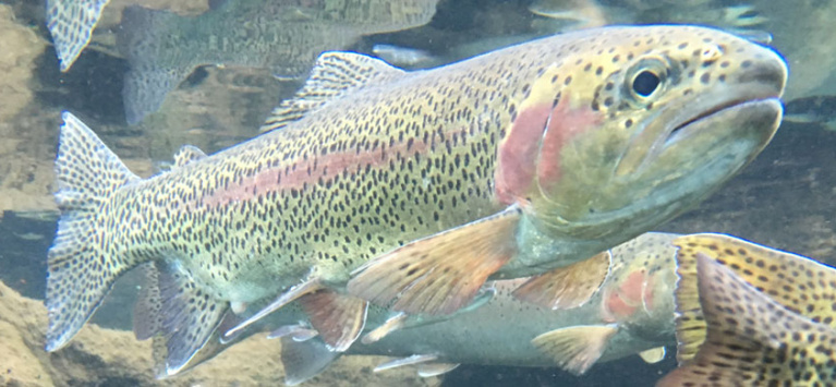 MK Nature Center | Idaho Fish and Game