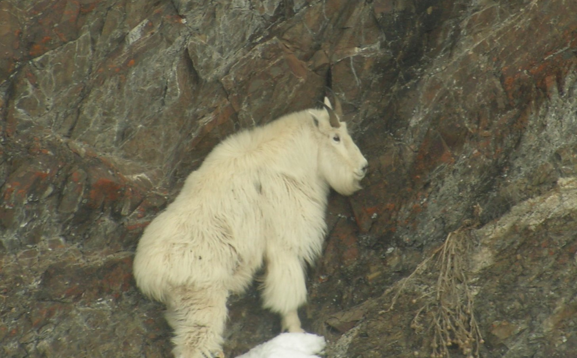 Mountain Goat Gender Identification | Idaho Fish and Game