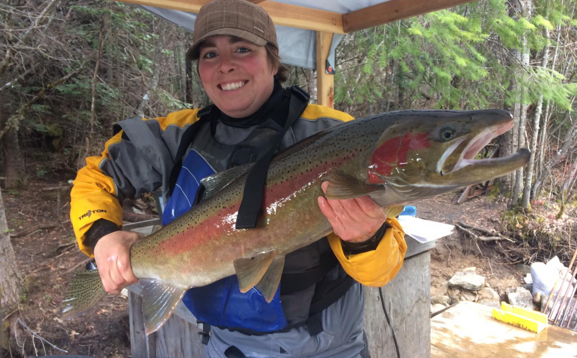 Trapping Success Despite Low Return of Steelhead | Idaho Fish and Game