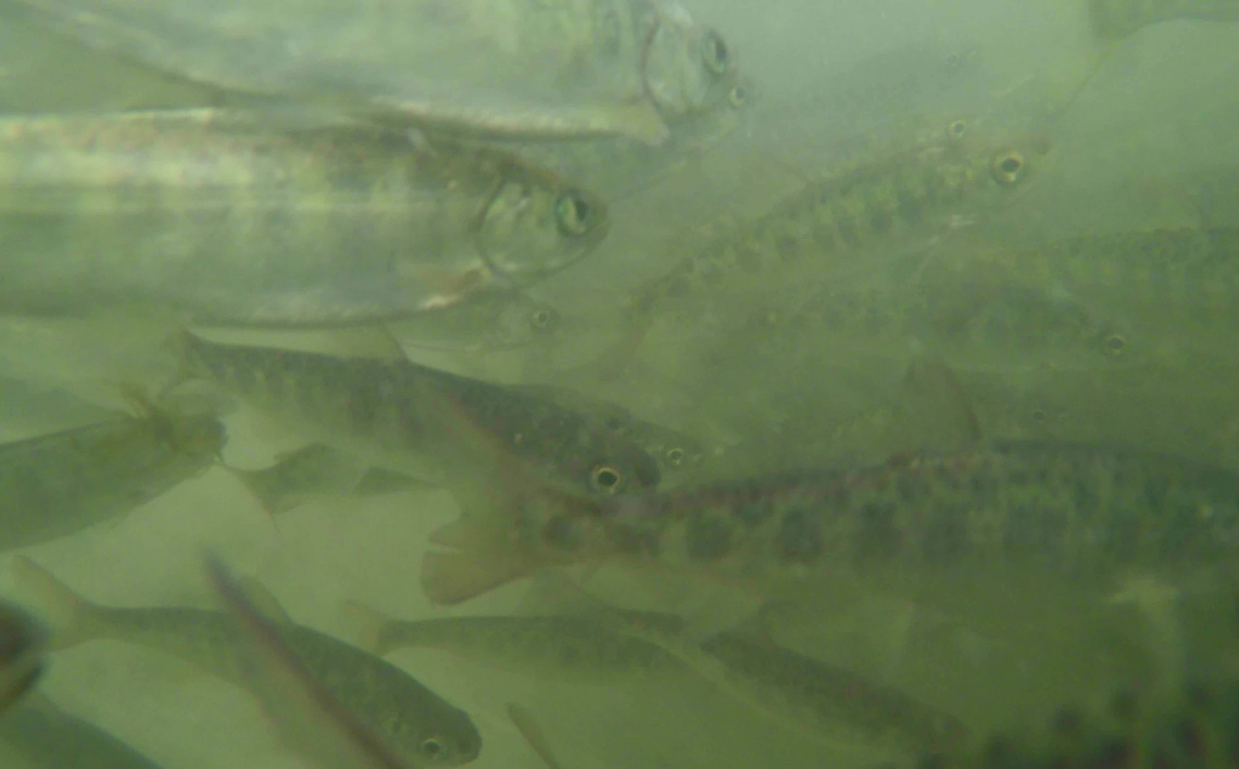 Taking a look at the Salmon River's Twin Bridges smolt trap | Idaho ...