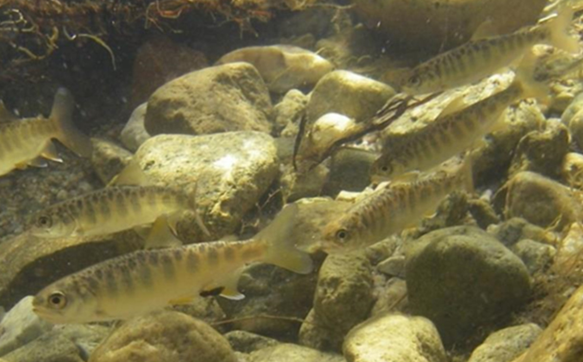Parr: Another funny word biologists use to describe young salmon and ...