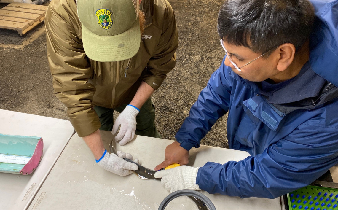 Making more Pacific lamprey through translocation | Idaho Fish and Game