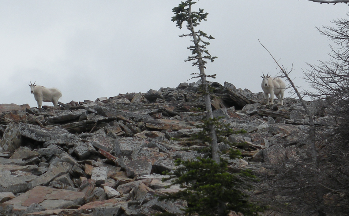 Mountain Goat Gender Identification | Idaho Fish and Game