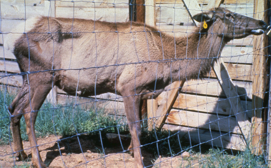 Chronic Wasting Disease | Idaho Fish and Game