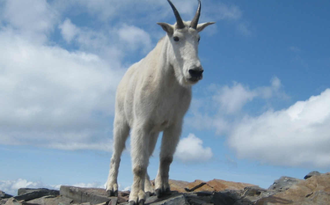 Enjoy encounters with mountain goats, but keep a safe distance | Idaho ...