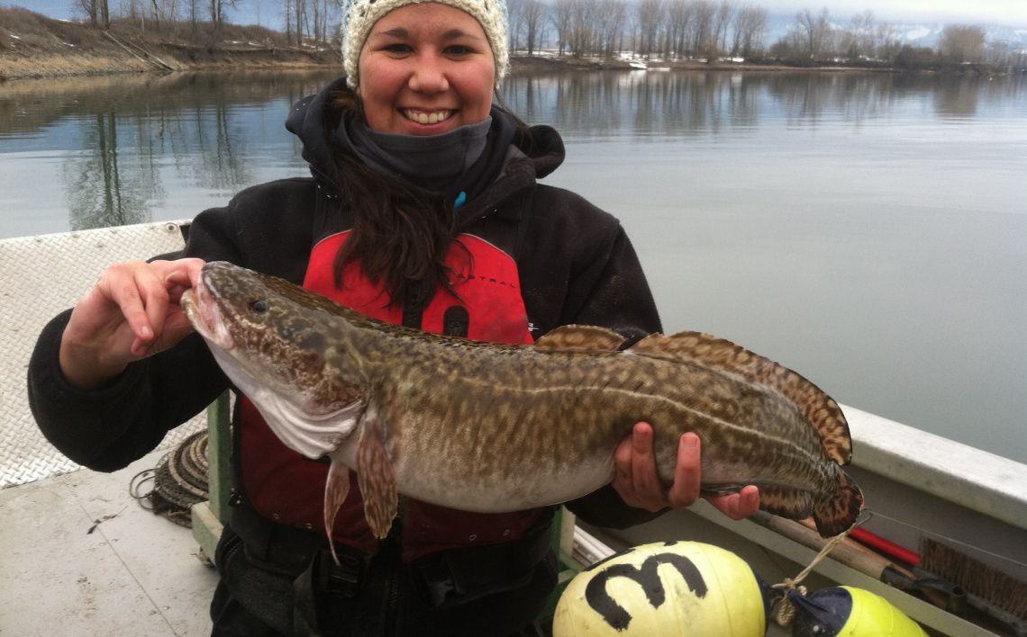 New Kootenai River burbot fishery opens for anglers on Jan. 1 | Idaho ...