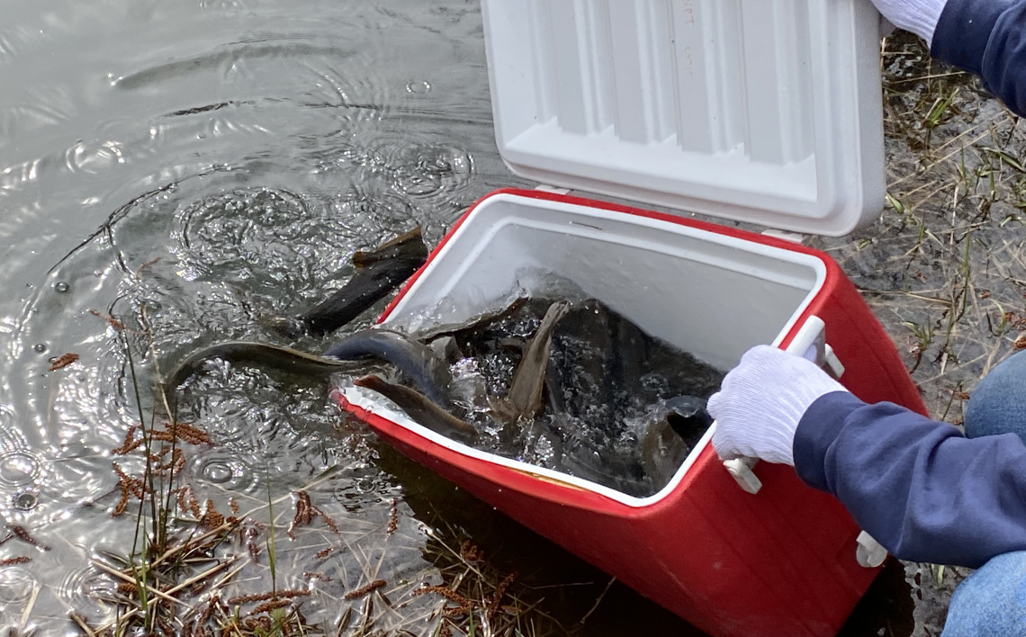 Making more Pacific lamprey through translocation | Idaho Fish and Game