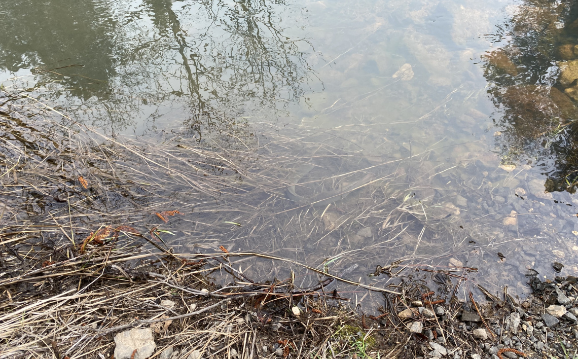 Making more Pacific lamprey through translocation | Idaho Fish and Game
