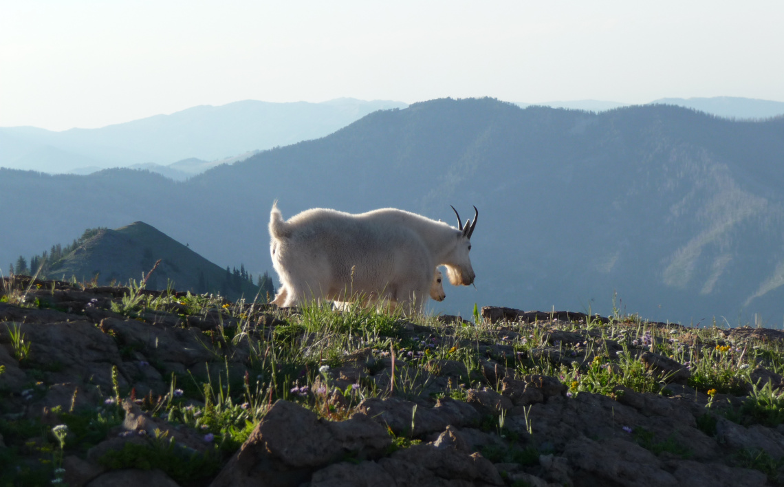 Mountain Goat Gender Identification | Idaho Fish and Game