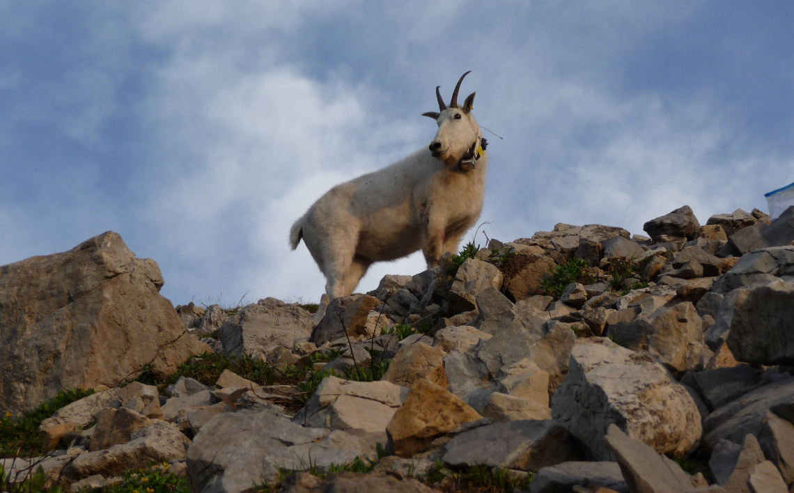 Mountain Goat Gender Identification | Idaho Fish and Game