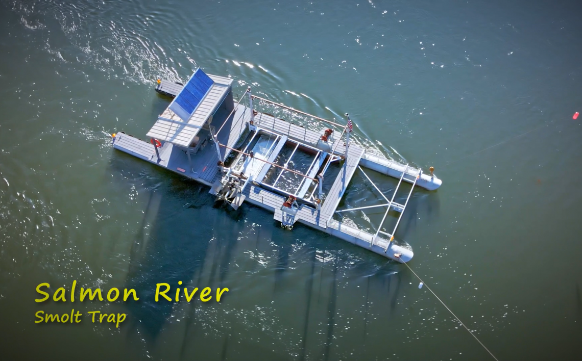 Smolt Monitoring Project Week 3: They're Here! | Idaho Fish and Game