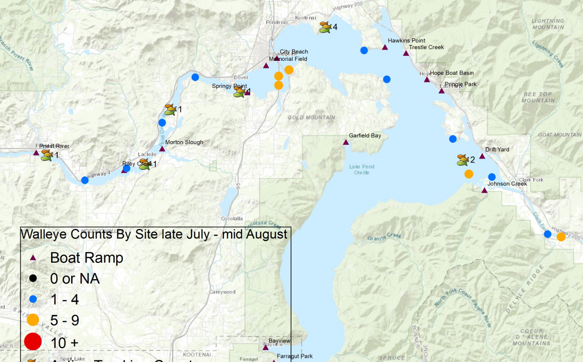 Walleye locations in Lake Pend Oreille (late-July to mid-August ...