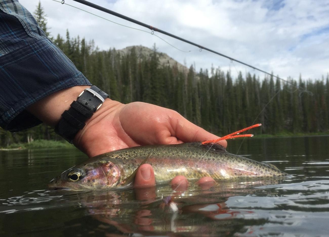 What’s the harvest rate for trout populations in Idaho alpine lakes ...