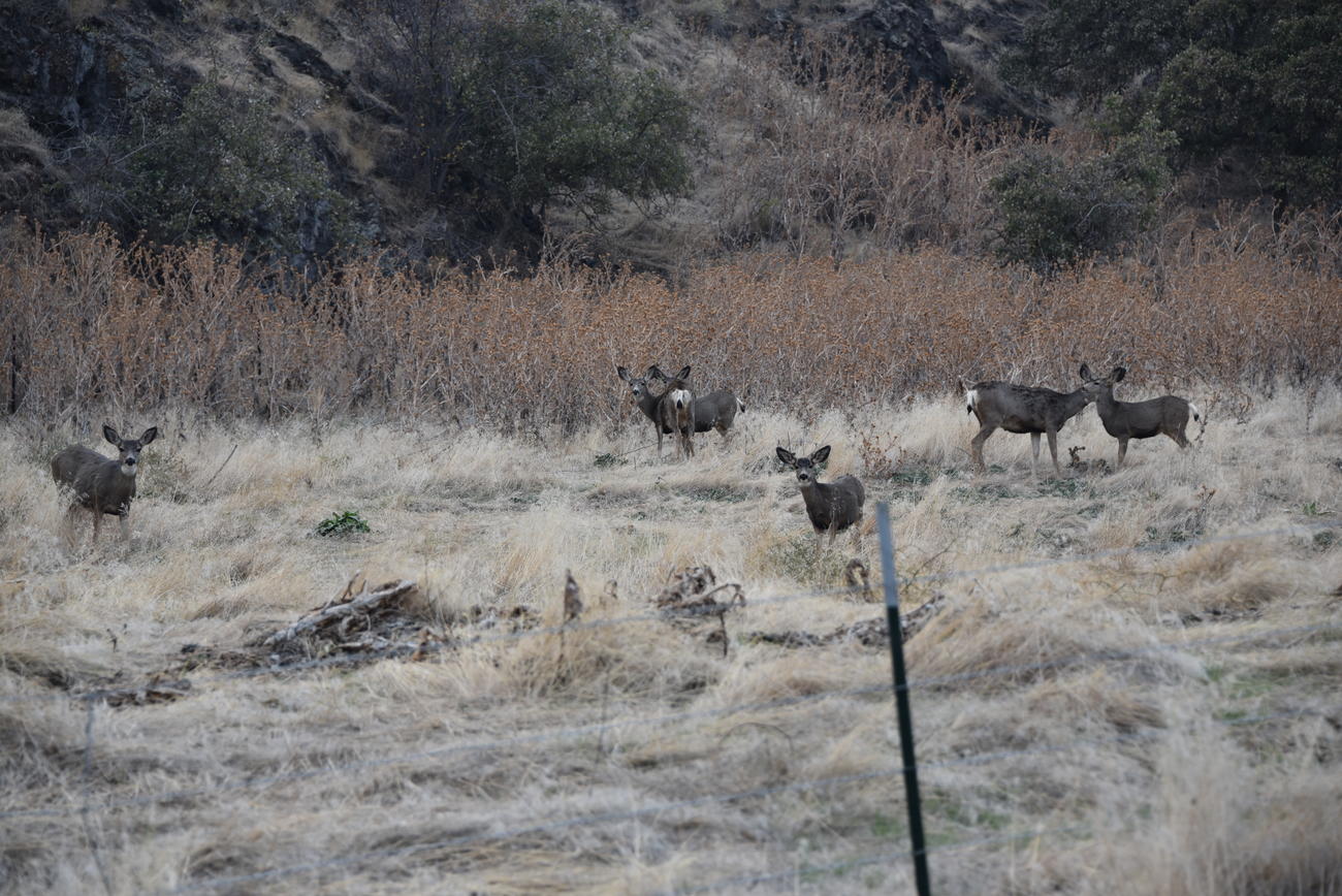 Chronic Wasting Disease management: Thank you and next steps | Idaho ...