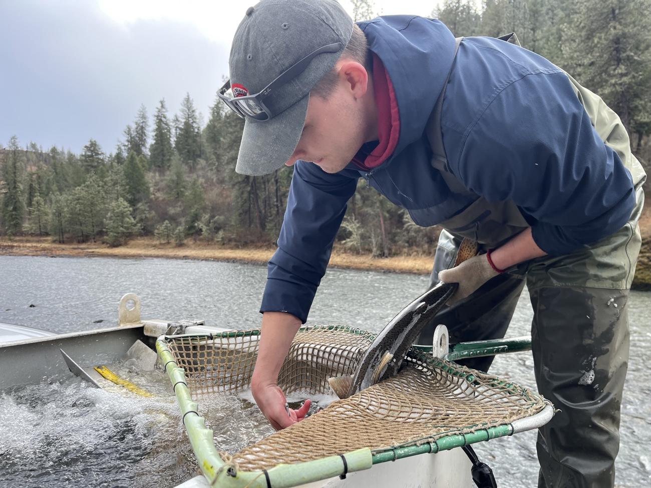 Another year of South Fork steelhead broodstock collection success ...