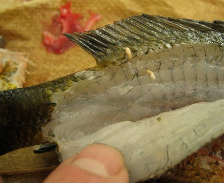 Common parasite found in Idaho panfish: Yellow grubs | Idaho Fish and Game
