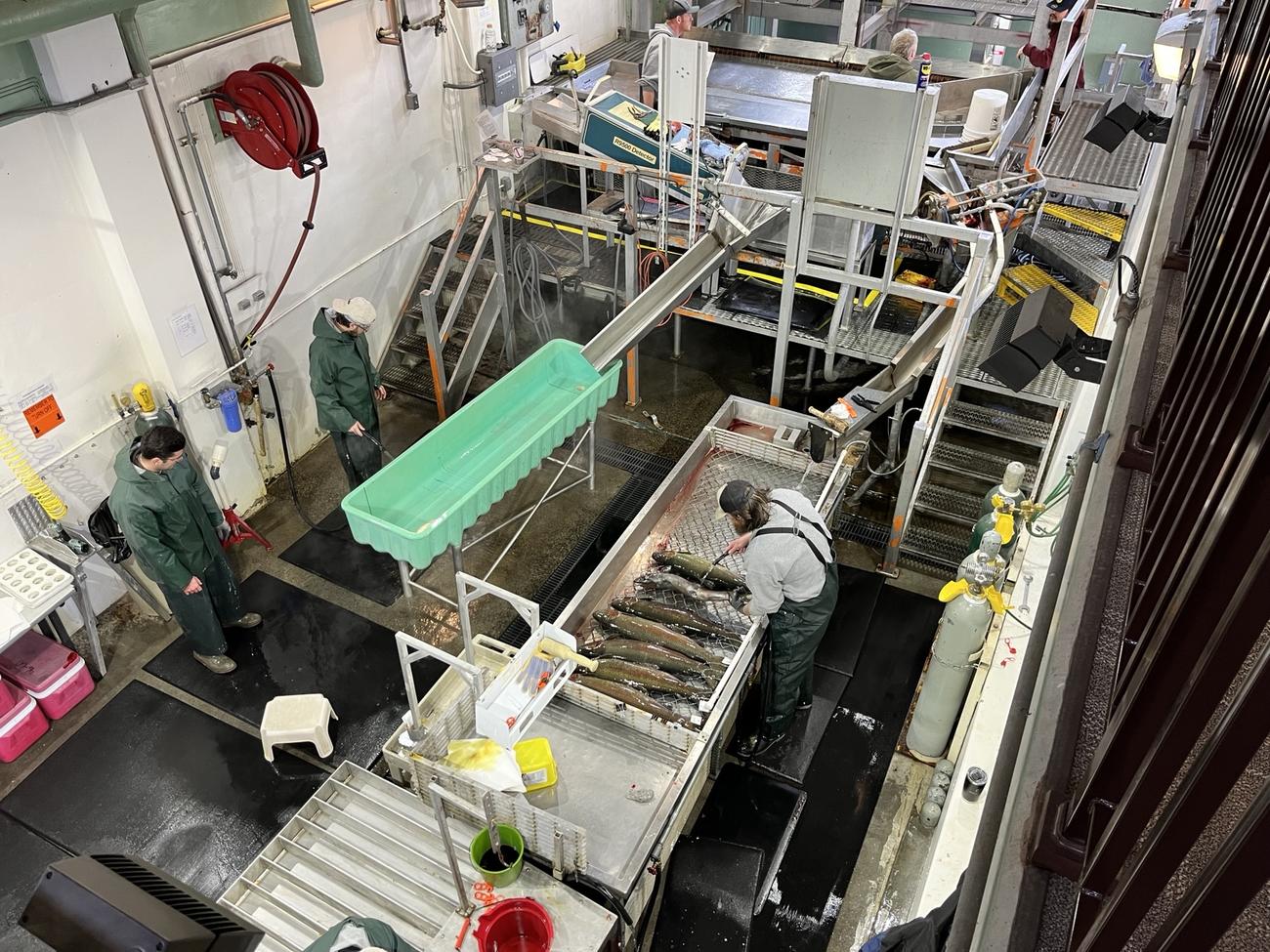 Another year of South Fork steelhead broodstock collection success ...