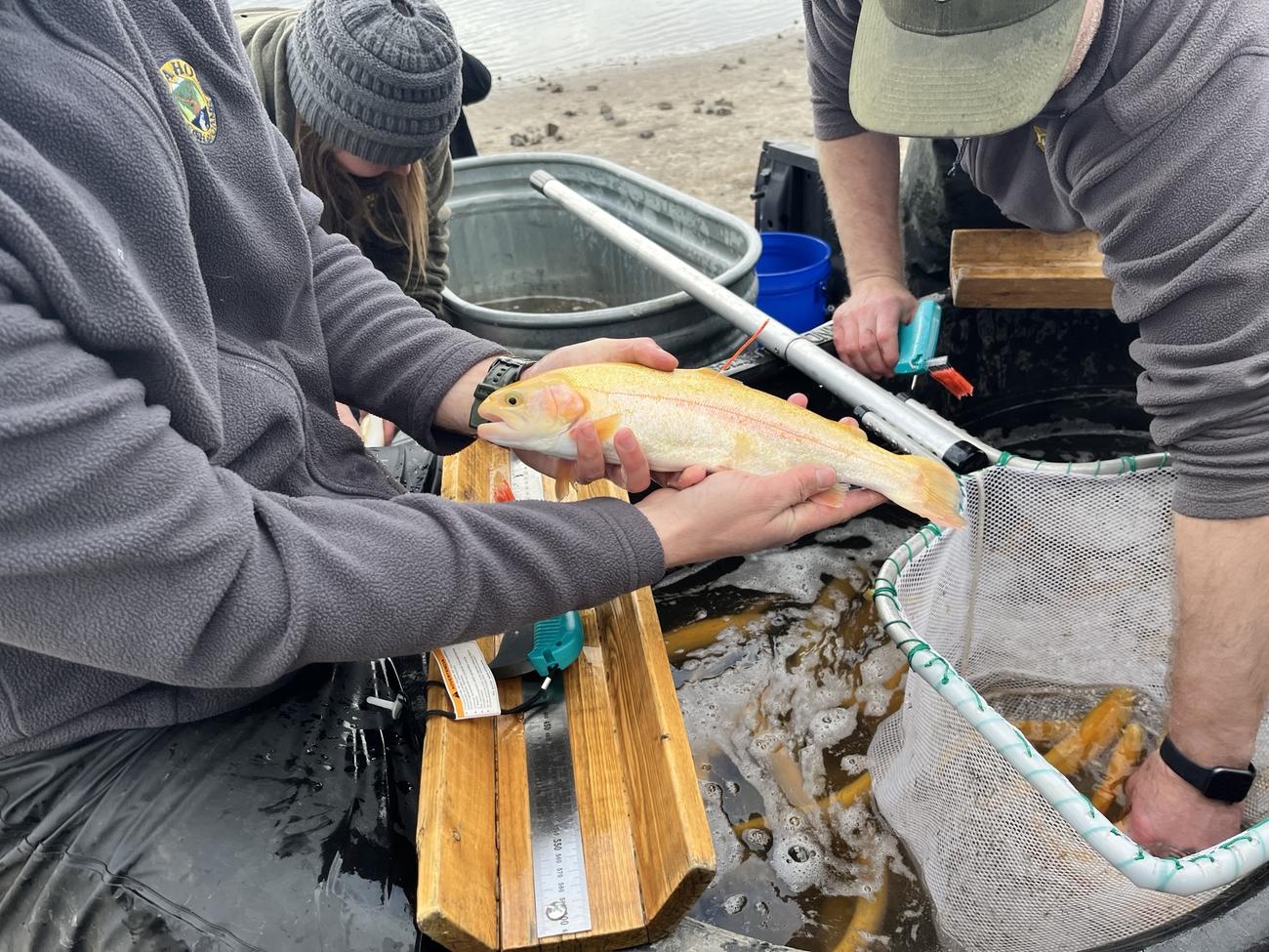 Yellow 'banana trout' stocked at Mann Lake early April | Idaho Fish and ...