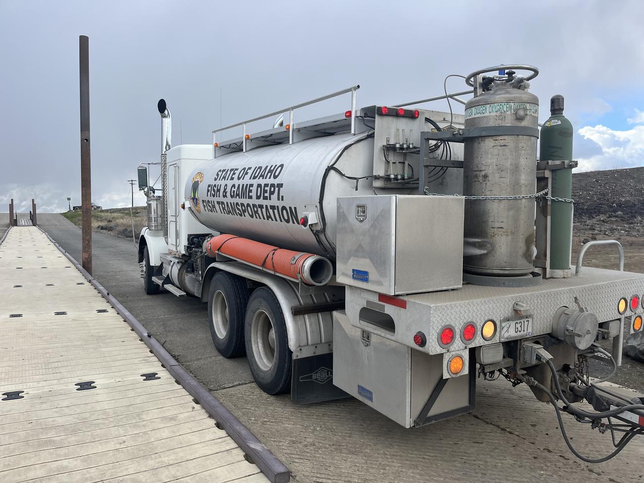 Yellow 'banana trout' stocked at Mann Lake early April | Idaho Fish and ...