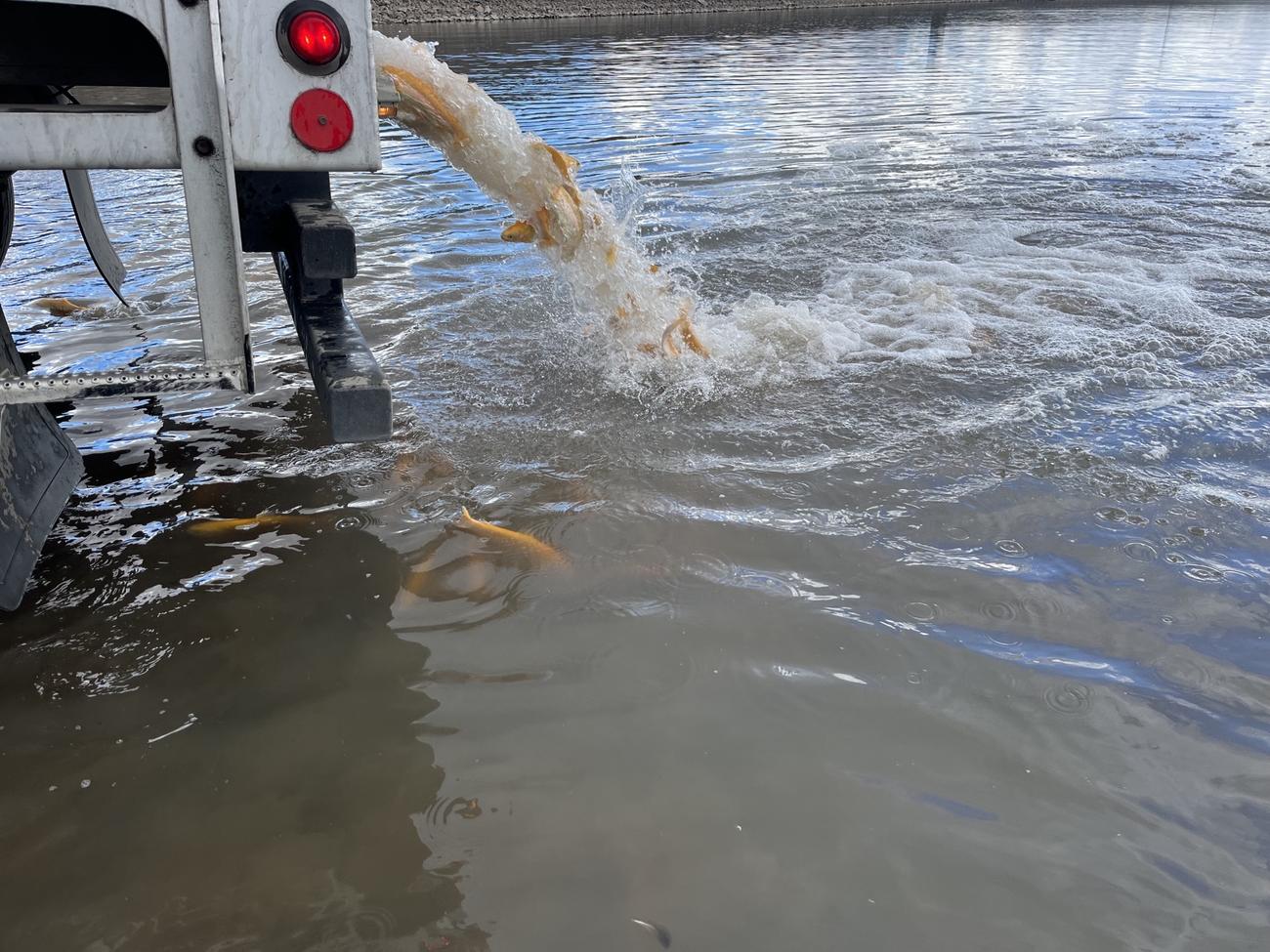 Yellow 'banana trout' stocked at Mann Lake early April | Idaho Fish and ...