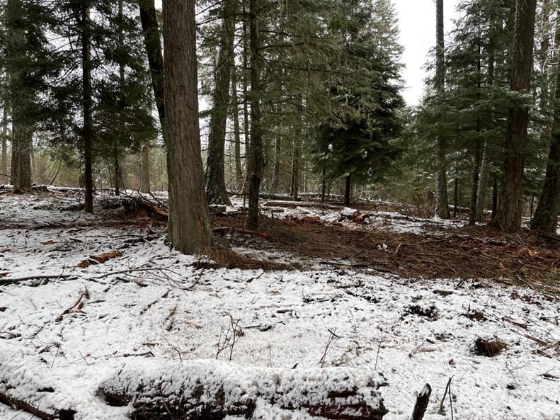 Winter forest health project completed at Little Boulder near Helmer ...