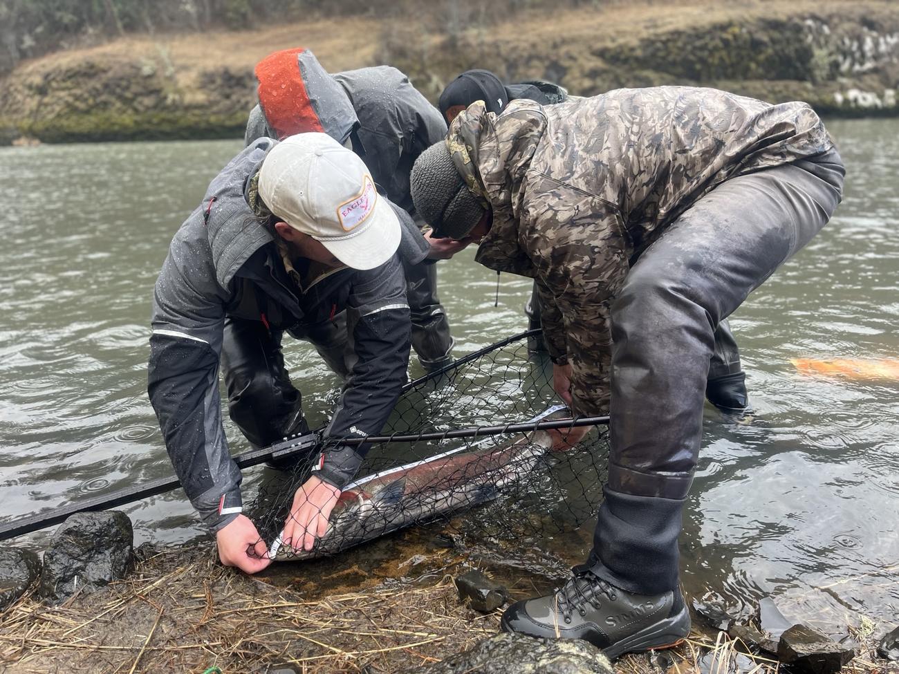 Another year of South Fork steelhead broodstock collection success ...