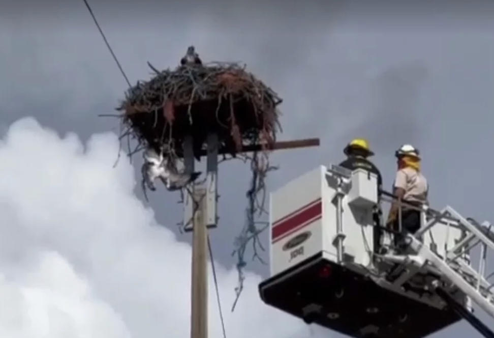 Osprey caught in bailing twine rescued by Lewiston Fire Department ...