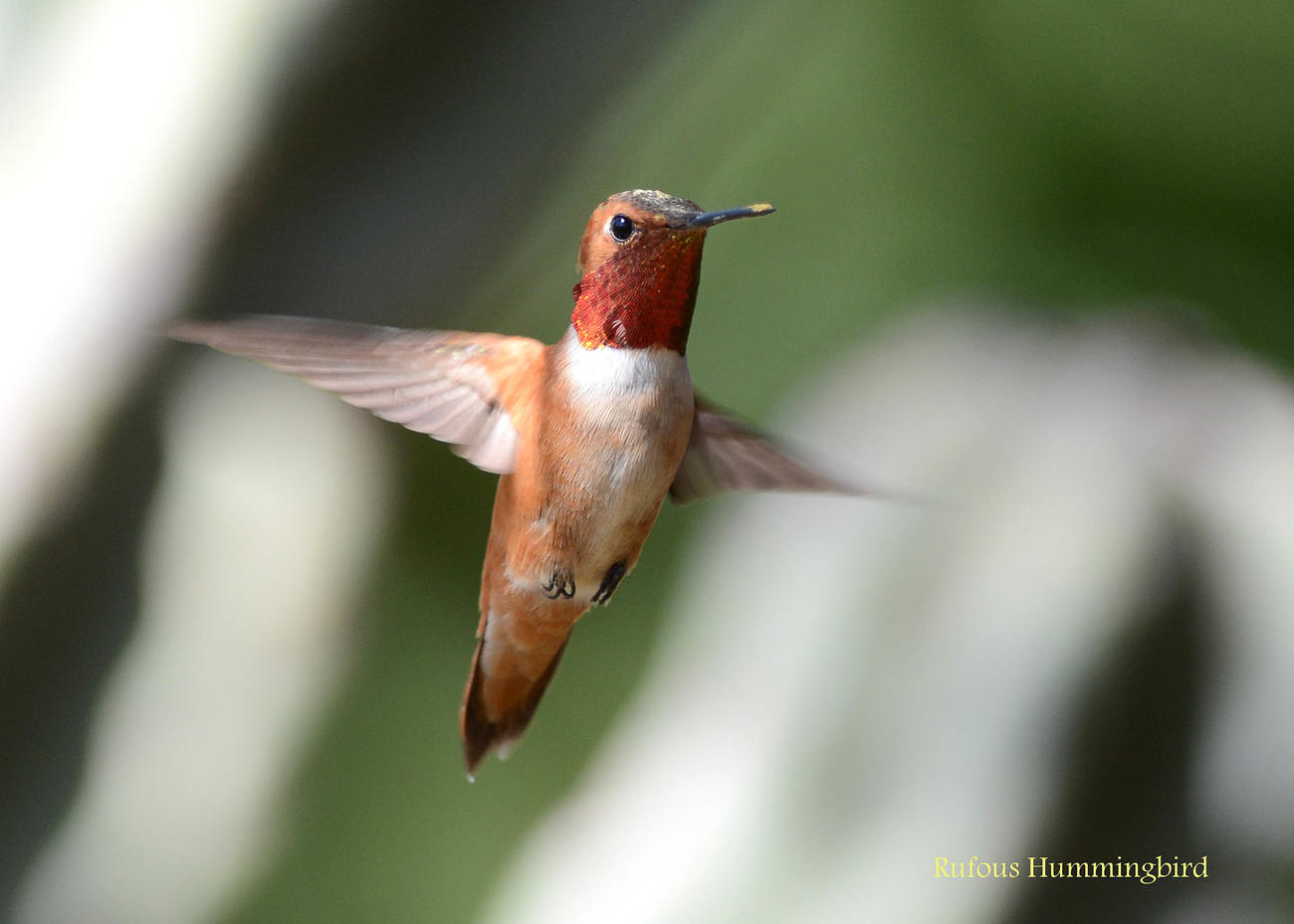 Learn all about hummingbirds in the June Wildlife Express | Idaho Fish ...