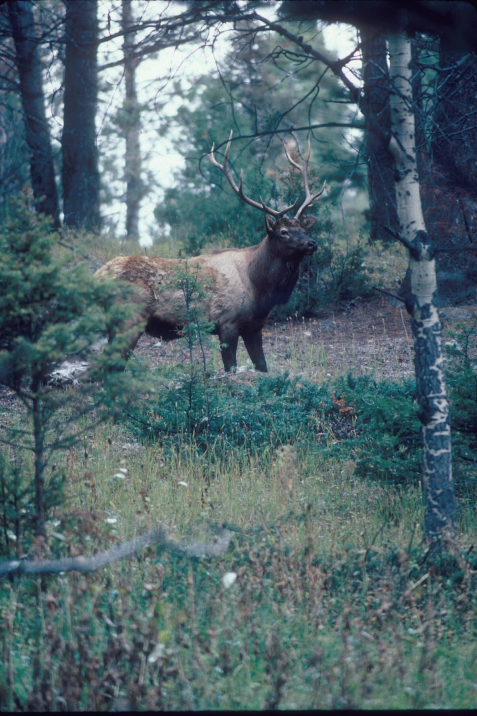 A Solo Elk Hunt in Southeastern Idaho | Idaho Fish and Game