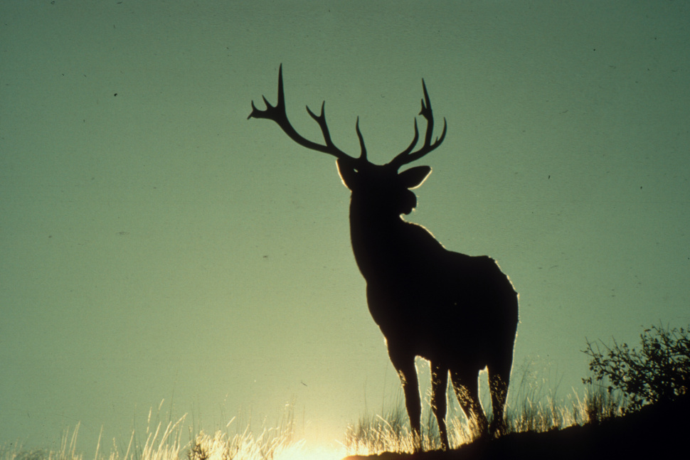 Unit 63 no longer part of the Snake River Zone general season elk tag ...