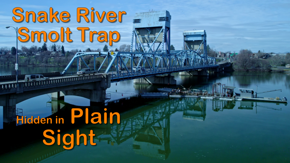 Snake River Smolt Trap: Hidden in Plain Sight | Idaho Fish and Game