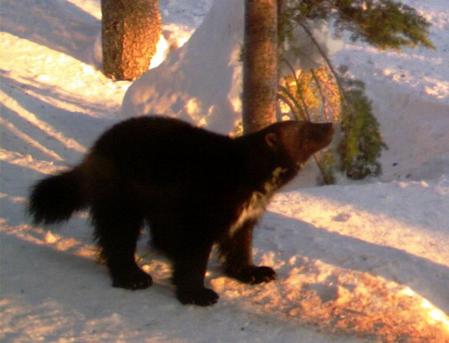 Another Wolverine Detection in the Joe | Idaho Fish and Game