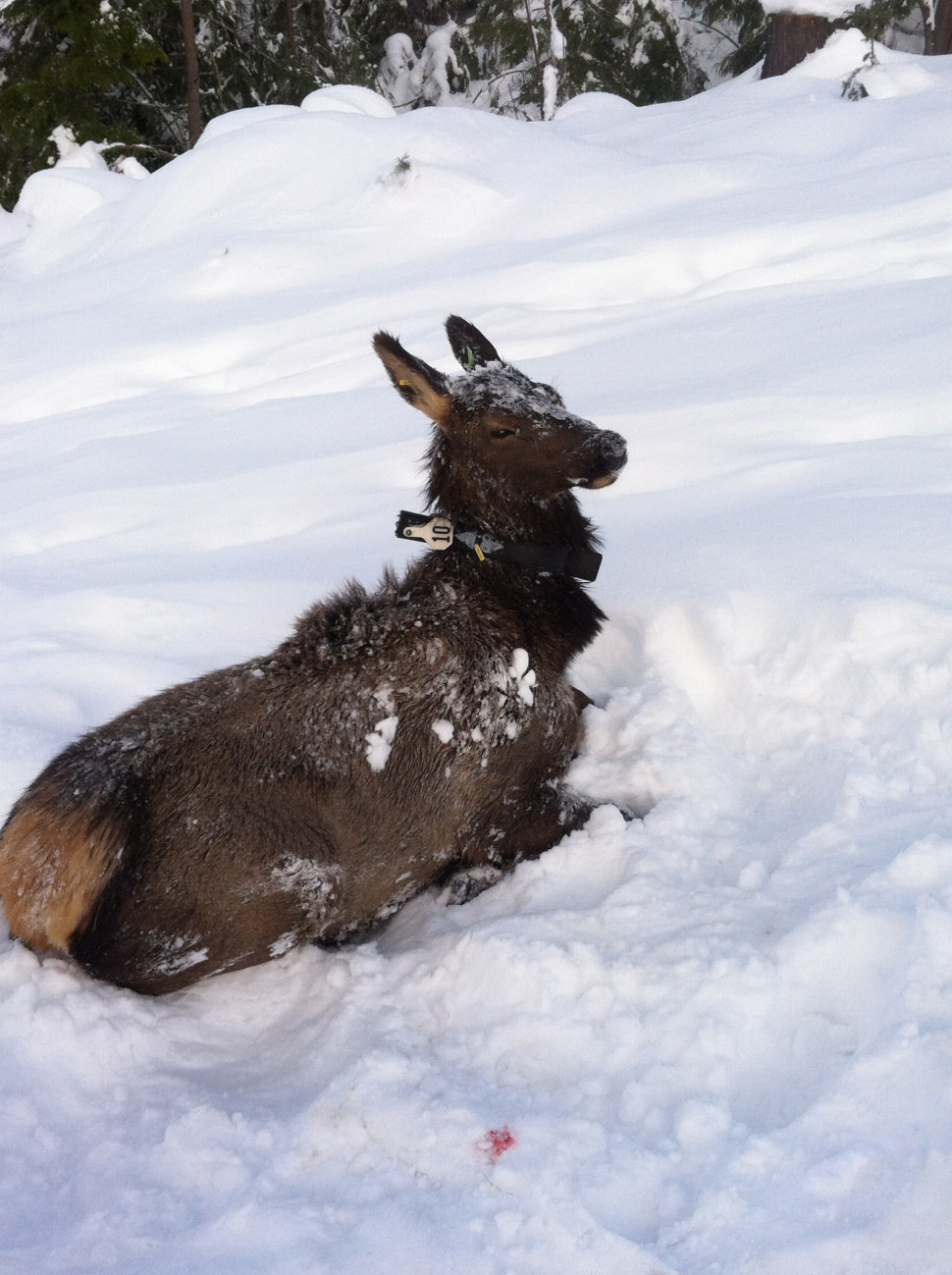 Getting to know our elk a little bit better. | Idaho Fish and Game