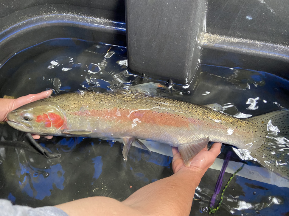 Early indications show wild steelhead rebounding from years of low ...