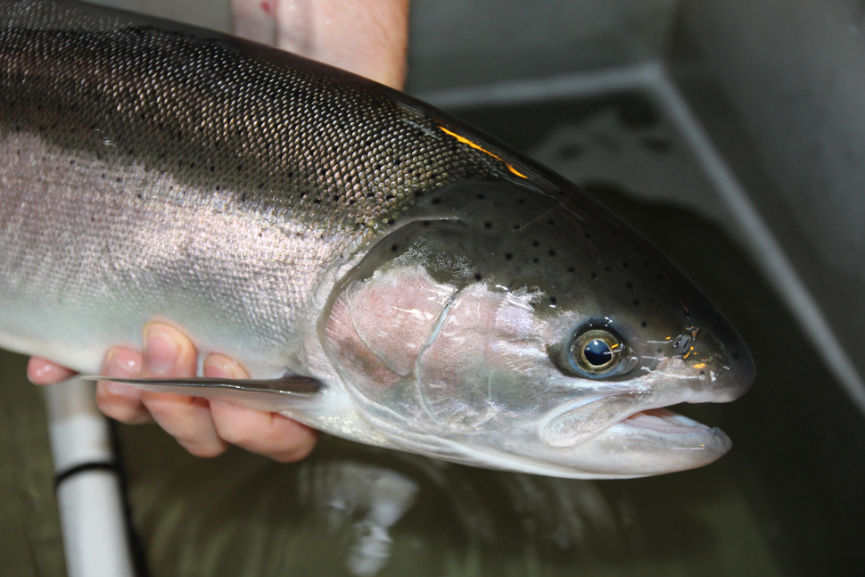 Steelhead Catch and Release Graduate Study Update | Idaho Fish and Game