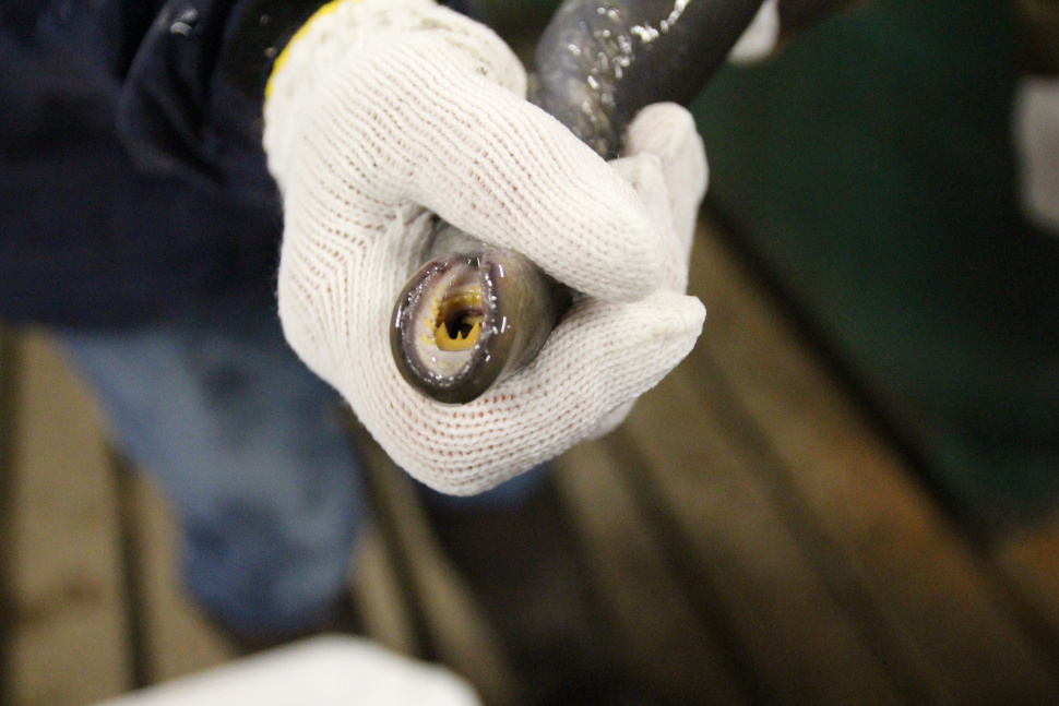 Making more Pacific lamprey through translocation | Idaho Fish and Game