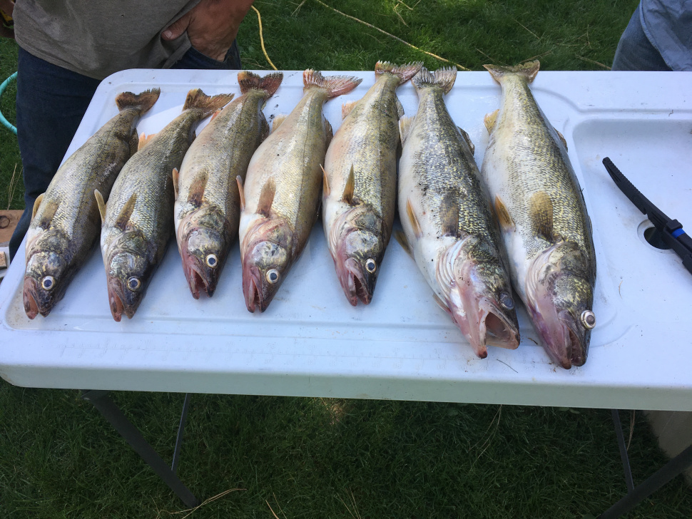 Post spawn walleye locations in Lake Pend Oreille 2021 | Idaho Fish and ...