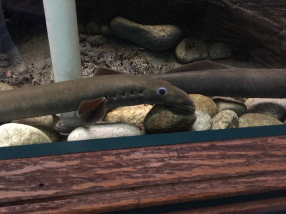 Pacific Lamprey on Display at MK Nature Center | Idaho Fish and Game