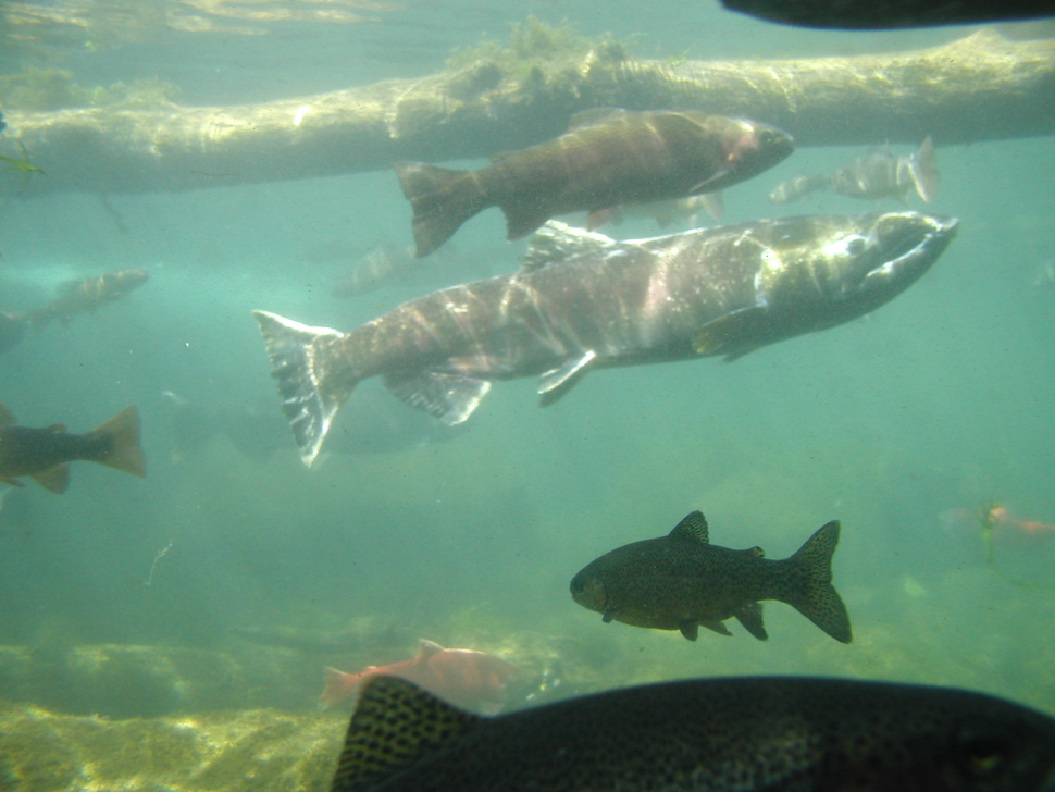 Chinook Salmon Spawning at MK Nature Center | Idaho Fish and Game